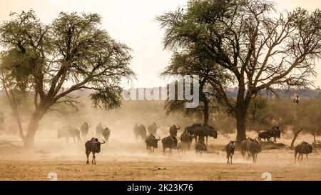 Blue wildebeest walking front view in savannah in Kgalagadi ...