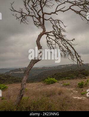 Dead mesquite in the hill country of Texas Stock Photo - Alamy