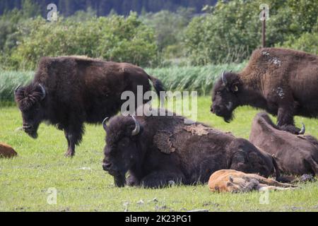 Free roaming wild Wood Bison (Bison bison) Animal Park Homer, Alaska ...