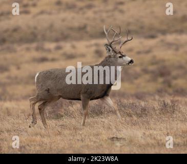 Mule deer buck with a swollen neck during mating season in Montana ...