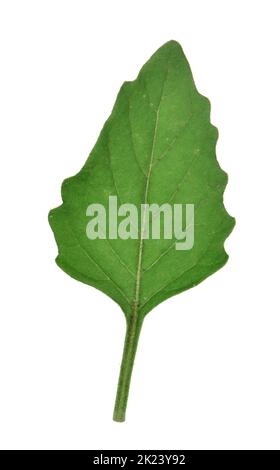 Green Nightshade (Solanum nitidibaccatum Stock Photo - Alamy