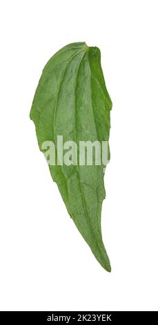 Gallant-soldier - Gallinsoga parviflora Stock Photo - Alamy