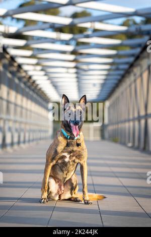 Malinois Dog Sit Outdoors In Green Spring Meadow. Well-raised and ...