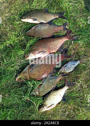 Breames of different sizes on green grass. Successful fishing rich ...