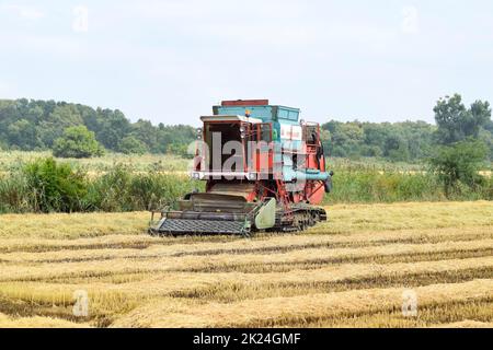 Russia, Poltavskaya village - September 27, 2015: Unloading grain from ...