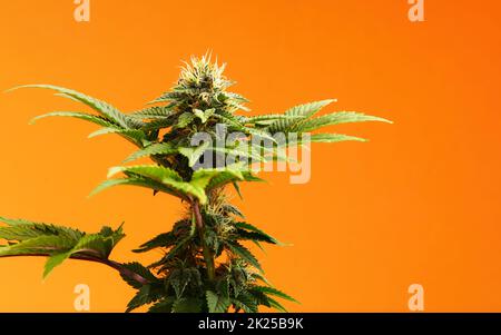 Long banner with cannabis plants with purple leaves on dark green ...