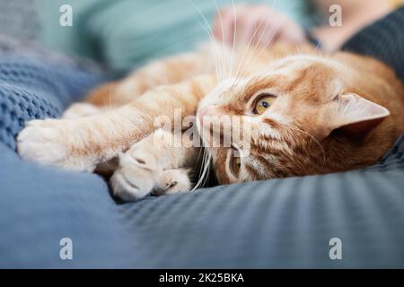 A beautiful young ginger cat that is stroked by the owner on the bed ...