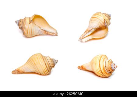 Group a marine gastropod mollusk in the family Cypraeidae isolated on ...