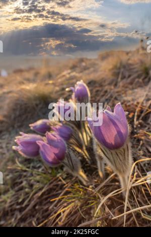 Pasque flower, National park Podyji, Southern Moravia, Czech Republic ...