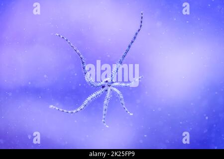 A snake star with its six tentacles on the disk of a saltwater aquarium ...