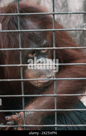 a monkey feeling loneliness and sadness behind jail. the eyes of a ...