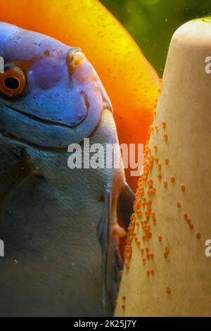 Discus fish spawning Stock Photo - Alamy