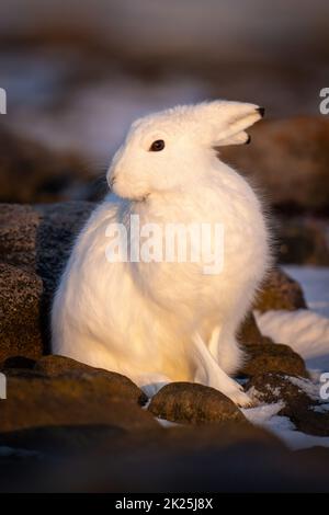 Arctic Hare (Lepus arcticus) portrait, Canada Stock Photo - Alamy
