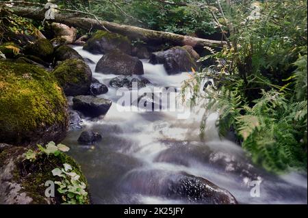 stony stream in the forest area Stock Photo - Alamy