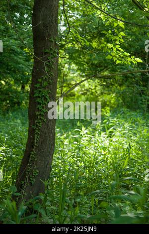 Vertical shot of a tall tree trunk and blue sky in the background Stock ...
