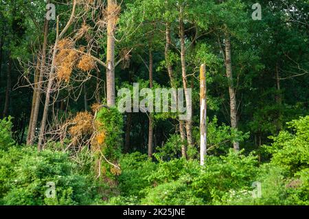 A beautiful shot of a green landscape under the cloudy sky Stock Photo ...
