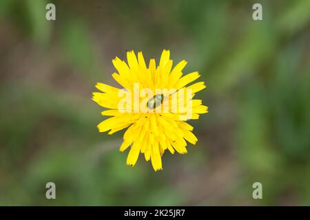 Closeup of yellow flower under sunlight with green leaf nature ...