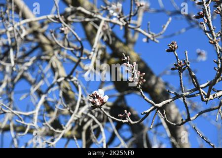 Almond blossoms on almond tree at the Costa Blanca, province of ...