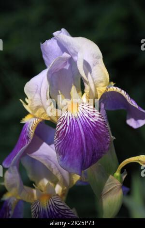 Lily flowers low key Stock Photo - Alamy