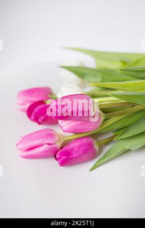 Beautiful tulips flower for postcard beauty concept design Stock Photo ...