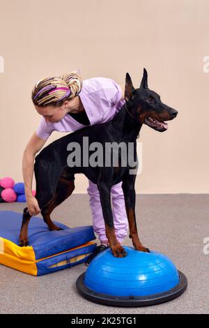 Dog is engaged fitness on massage and physiotherapy carpet. Training ...