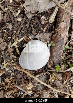 A closeup shot of a spiral seashell on brown background Stock Photo - Alamy
