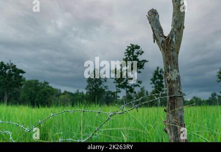 Green rice paddy field with a barbed wire fence and wooden pole with a ...