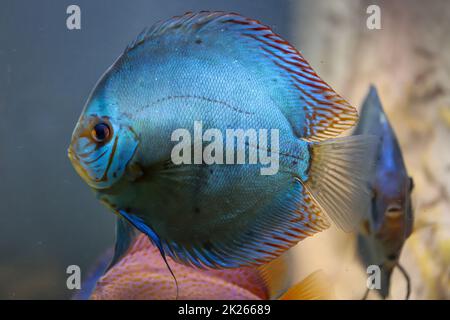 A discus fish in an aquarium. Discus fish originate from the Amazon ...