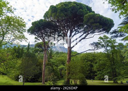 Italian pine trees on the background of Ai - Petri mountain.Vorontsov ...