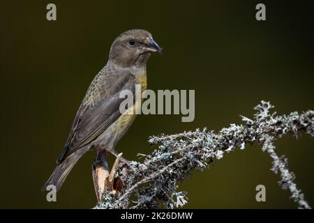 Red Crossbill female sitting on the tree branch and eats wild apple ...
