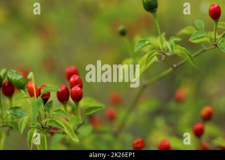 Texas Native Pepper Chiltepin Pepper Capsicum annuum var. glabriusculum ...