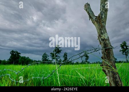 Green rice paddy field with a barbed wire fence and wooden pole with a ...