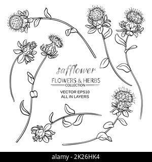 safflower vector set Stock Photo - Alamy