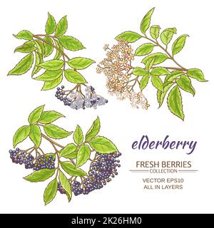 elderberry vector set Stock Photo - Alamy