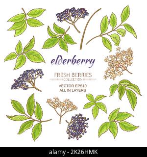 elderberry vector set Stock Photo - Alamy