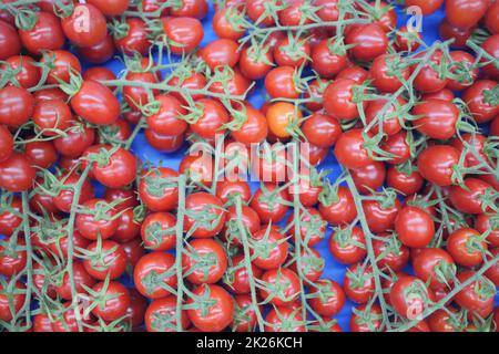 Red tomato on the table. Many tomatoes on wooden table. Locally grown ...
