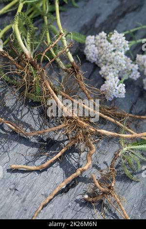 Schafgarbe, Wurzel, Wurzeln, Schafgarben-Wurzeln, Schafgarbenwurzeln ...