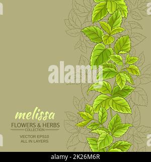 melissa tea vector background Stock Photo - Alamy