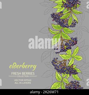 elderberry vector set Stock Photo - Alamy