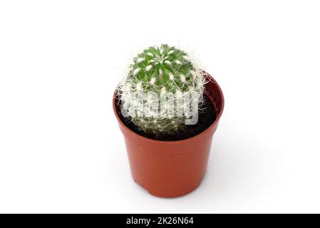 tiny cactus plant standing on a white background, small cactus in a ...