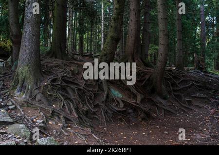 Spectacular tree roots on the surface of the ground. Black and white ...