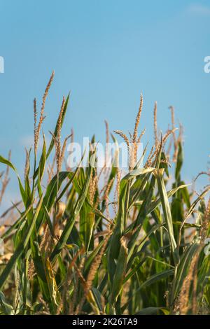 Corn before harvest. Plants against the setting golden sun. Corn field ...