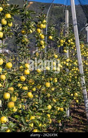 Apple orchard in Aica, South Tyrol, Italy Stock Photo - Alamy
