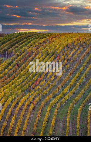 Autumn vineyard near Cejkovice, Southern Moravia, Czech Republic Stock ...