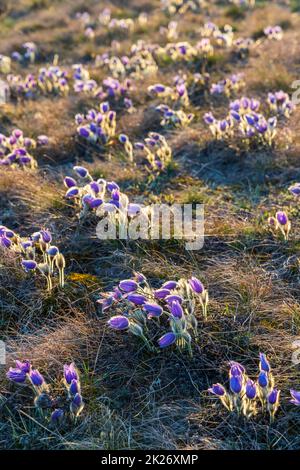 Pasque flower, National park Podyji, Southern Moravia, Czech Republic ...