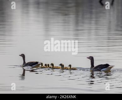 Great Goose, (Anser anser), Southern Bohemia, Czech Republic Stock ...