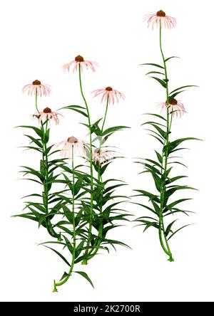 3D rendering of cone flowers isolated on white background Stock Photo ...