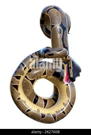3D Rendering Ball Python on White Stock Photo - Alamy