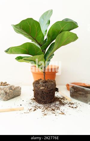 Transplanting a home plant Ficus lyrata into a new pot. A woman plants ...