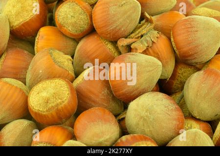 Harvest of high quality organic brown champignon mushrooms growing in ...